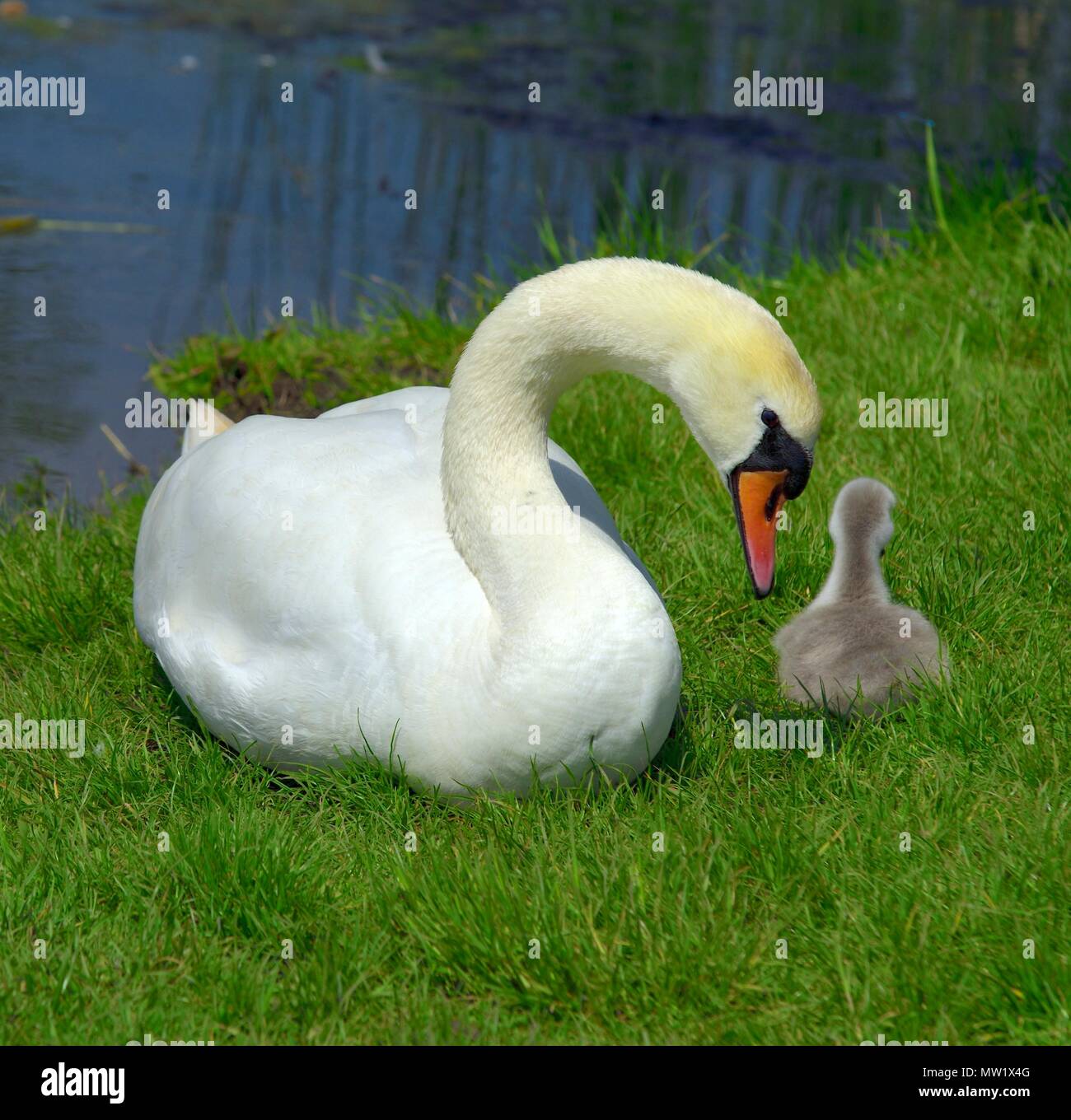Swan on land hi-res stock photography and images - Alamy