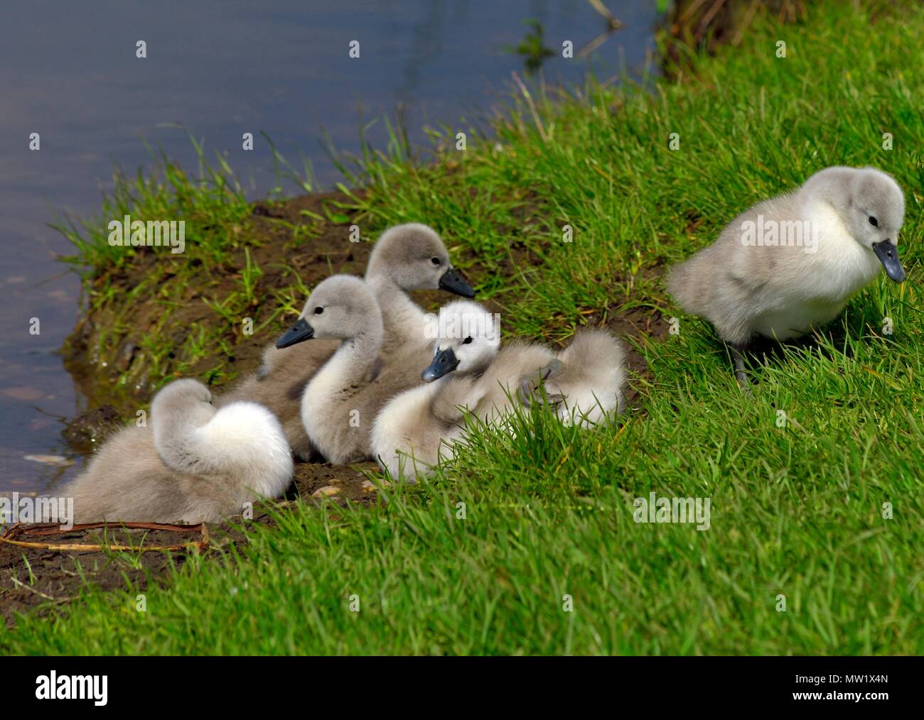 Swans and cygnets land hi-res stock photography and images - Alamy