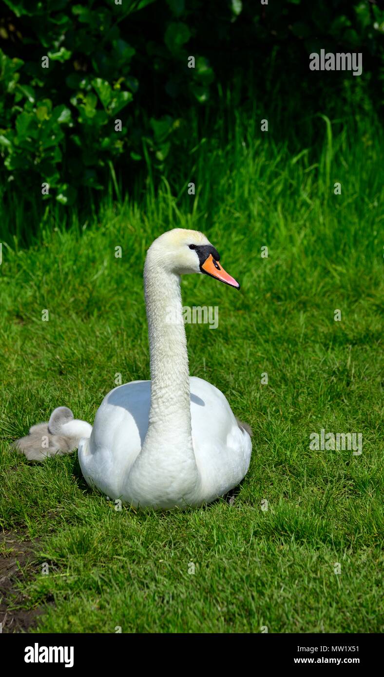 Cygnet swans hi-res stock photography and images - Alamy