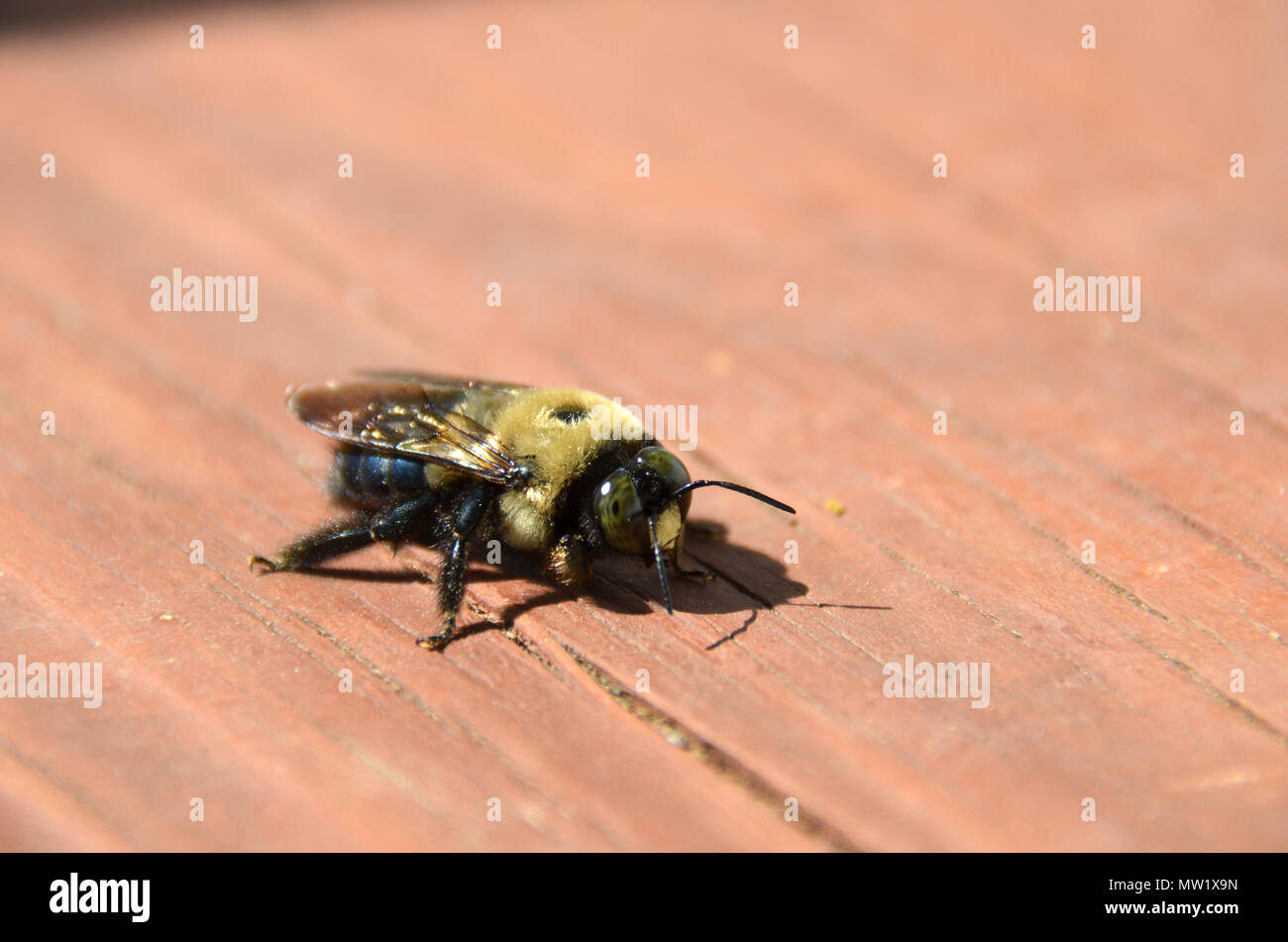 Burrows into wood to make nest hi-res stock photography and images - Alamy