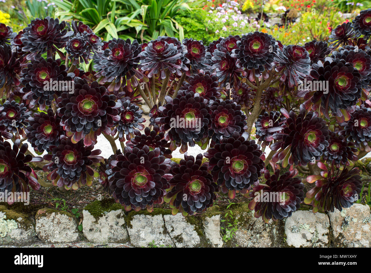 Aeonium arboretum atropurpureum at Tresco abbey gardens Stock Photo - Alamy