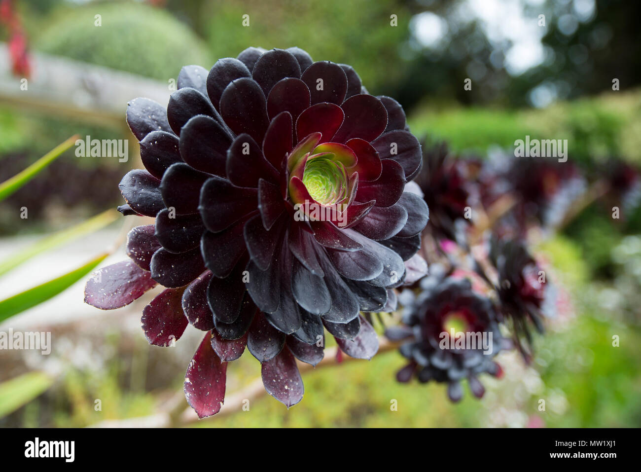 Aeonium arboretum atropurpureum at Tresco abbey gardens Stock Photo - Alamy