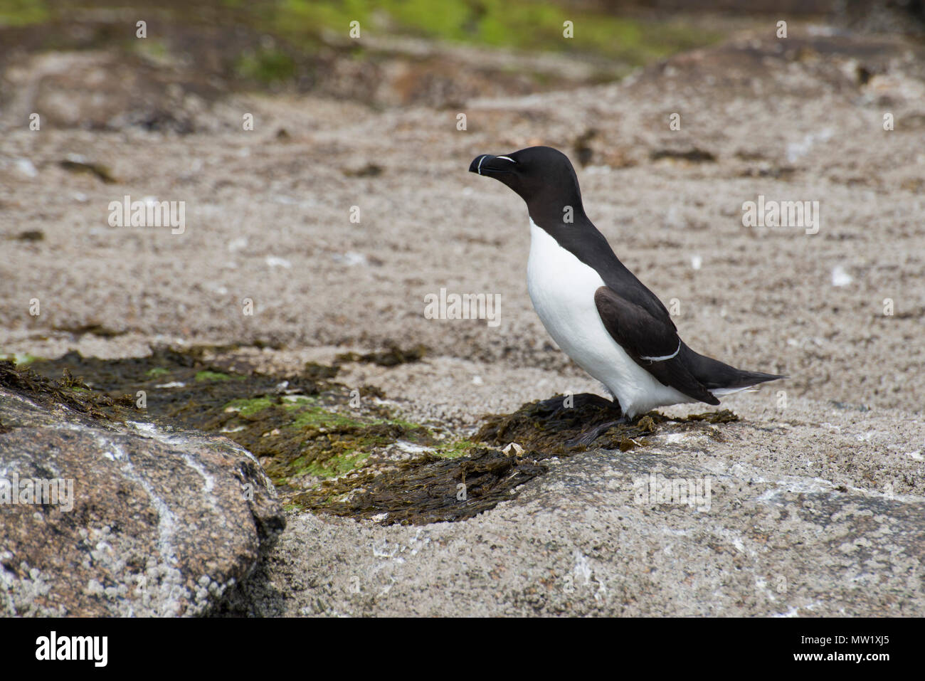 Razorbill bird hi-res stock photography and images - Alamy