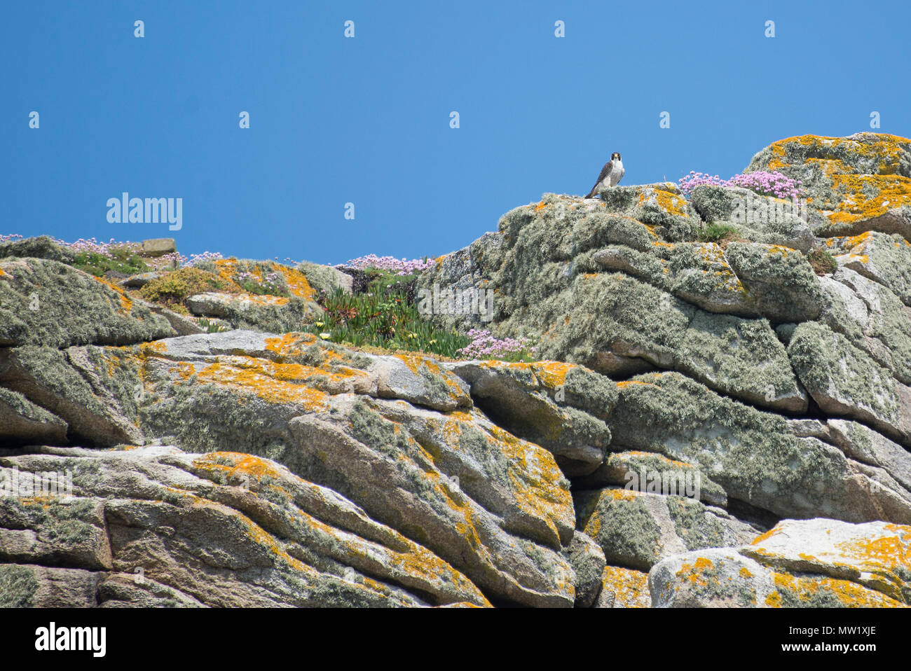 Peregrin hi-res stock photography and images - Alamy