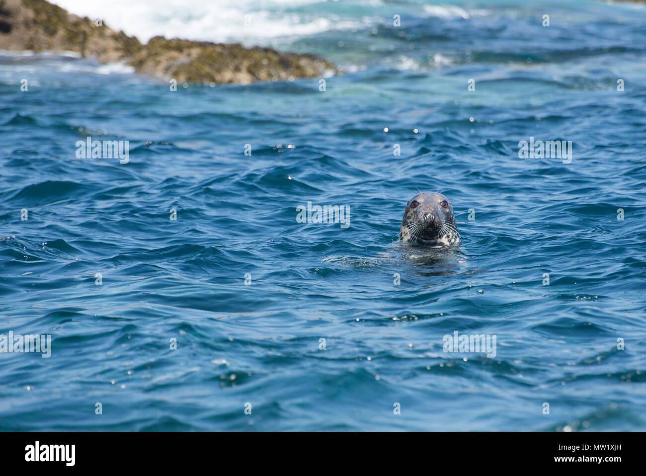 A curious Grey seal off The Isles of Scilly Stock Photo - Alamy