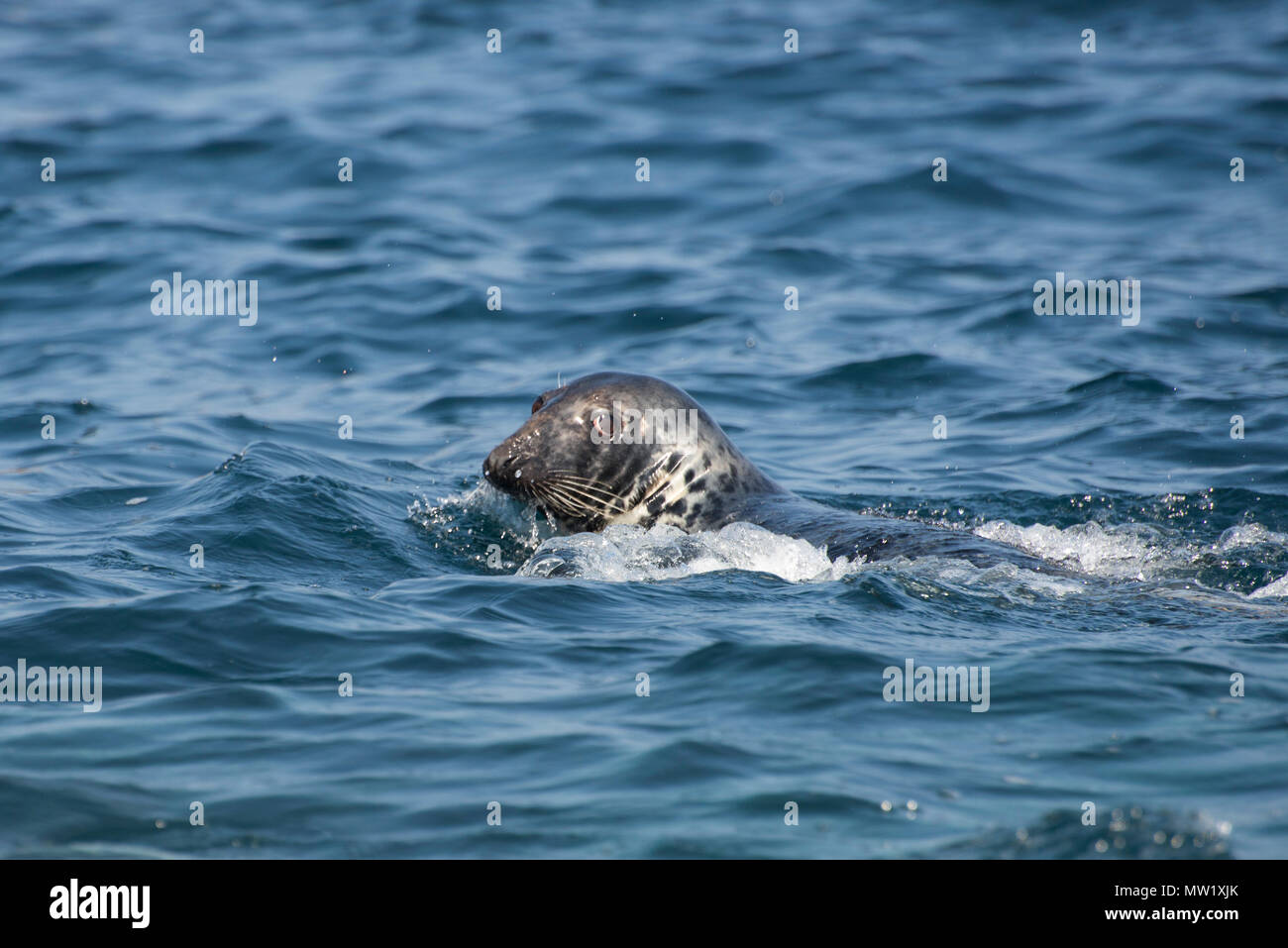 A curious Grey seal off The Isles of Scilly Stock Photo - Alamy