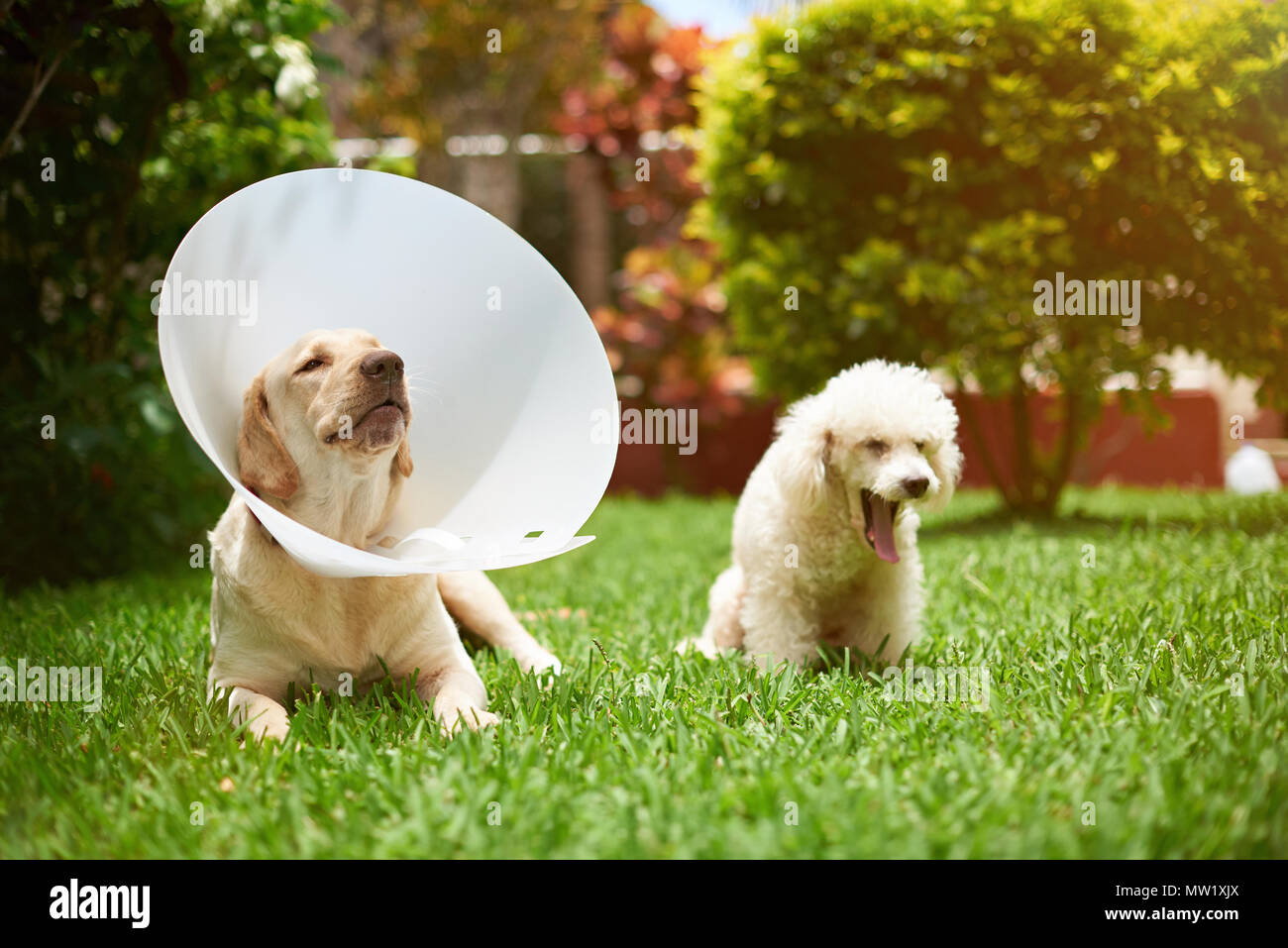 Looking after sick animals hi-res stock photography and images - Alamy