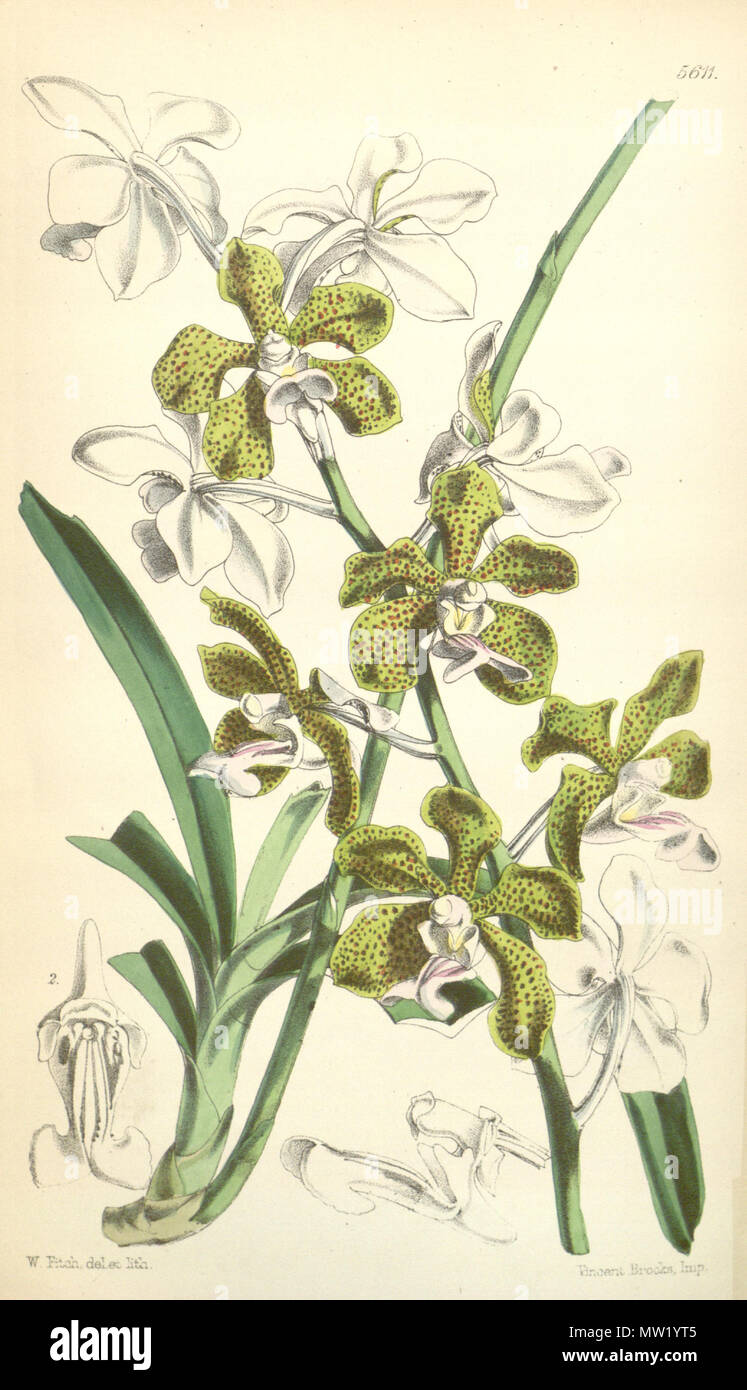 Vanda bensoni hi-res stock photography and images - Alamy