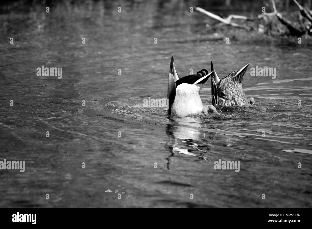 Black and white ducks diving Black and White Stock Photos & Images - Alamy