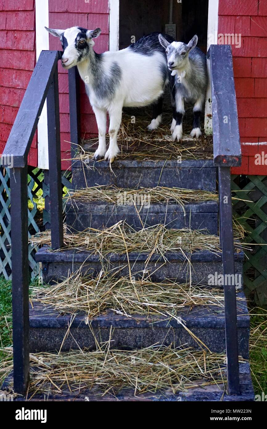 Saint Andrews, New Brunswick, Canada: Two goats at the top of the ...