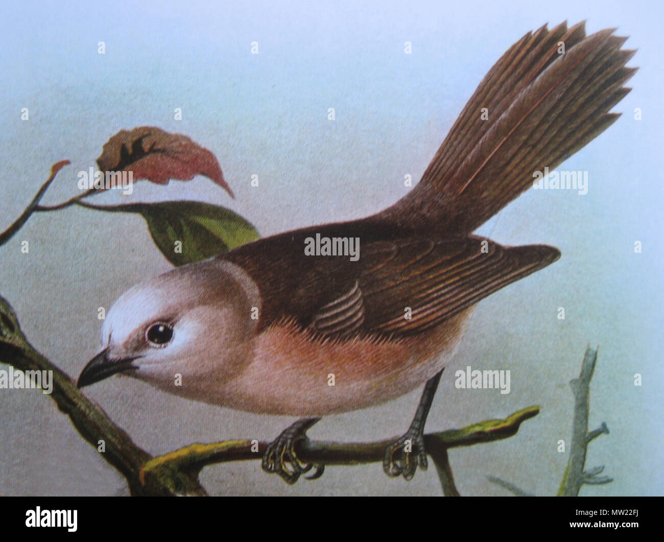 Whitehead bird new zealand hi-res stock photography and images - Alamy