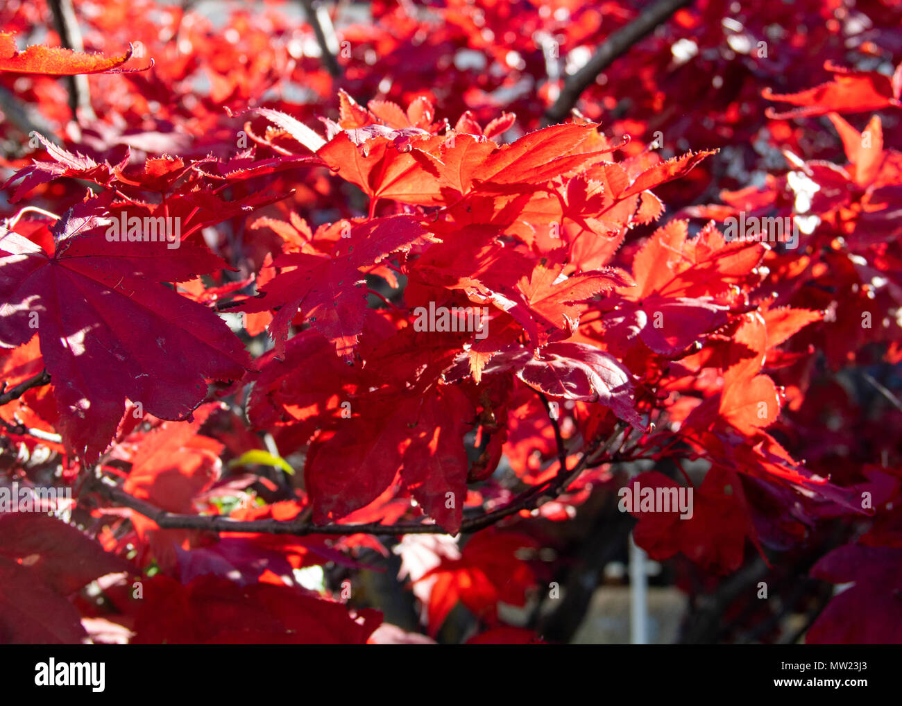 Red leaves fill the frame Stock Photo - Alamy
