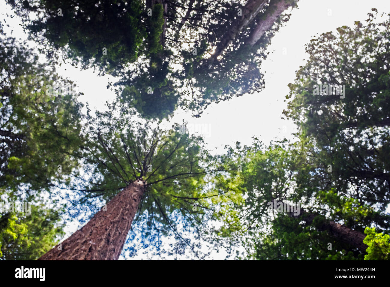 A view of different trees in National parks Stock Photo - Alamy