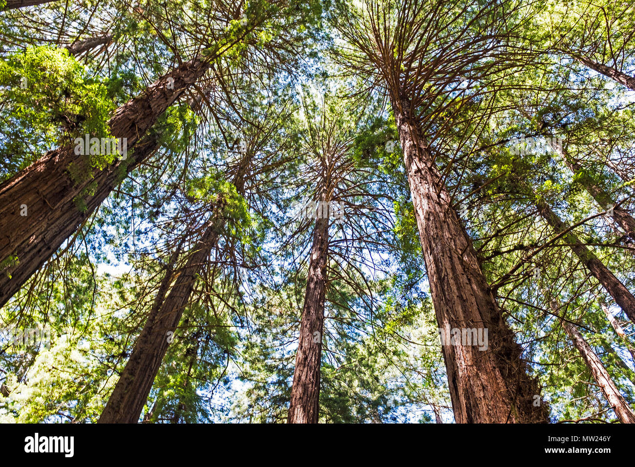 A view of different trees in National parks Stock Photo - Alamy