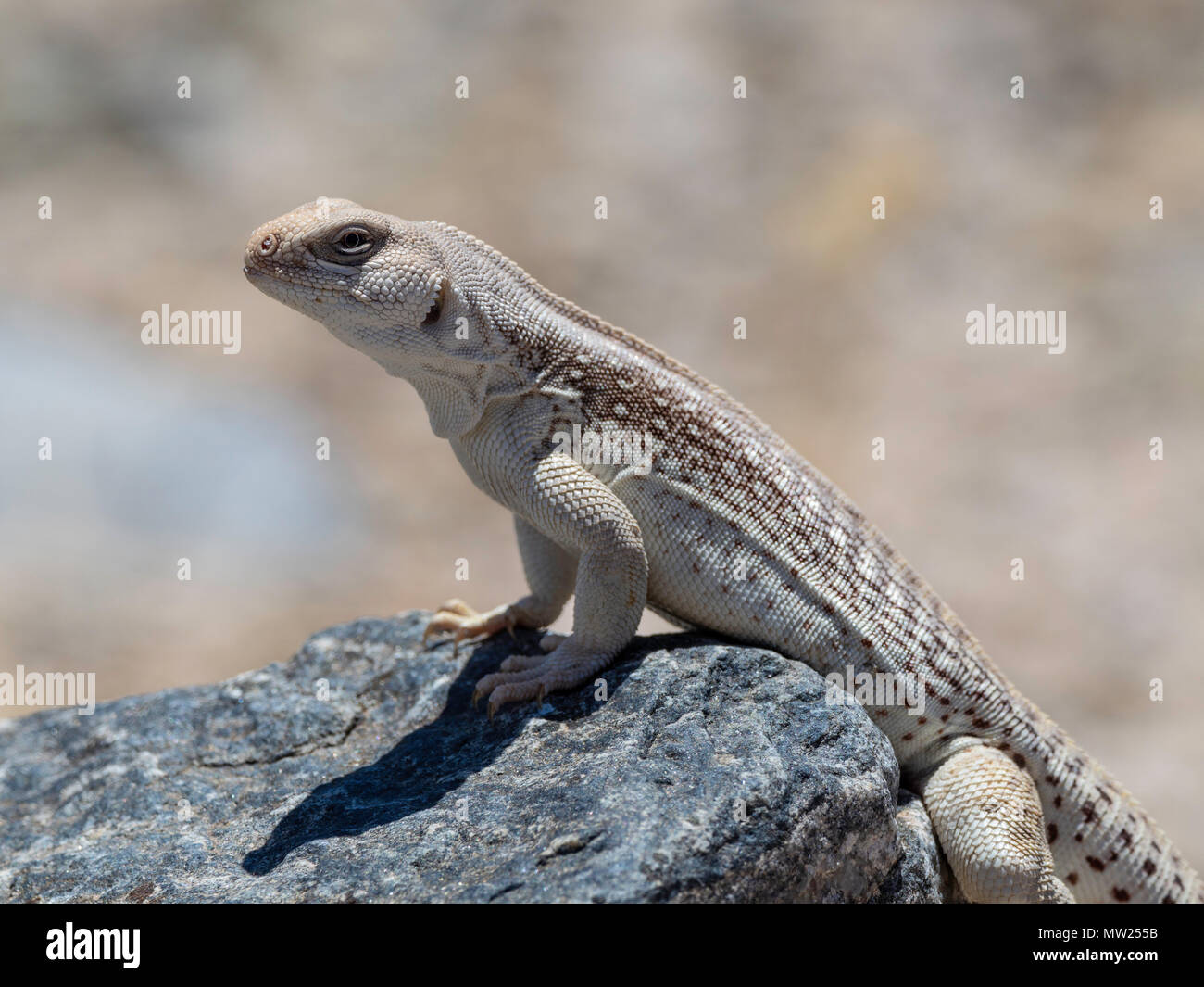 Desert Iguana