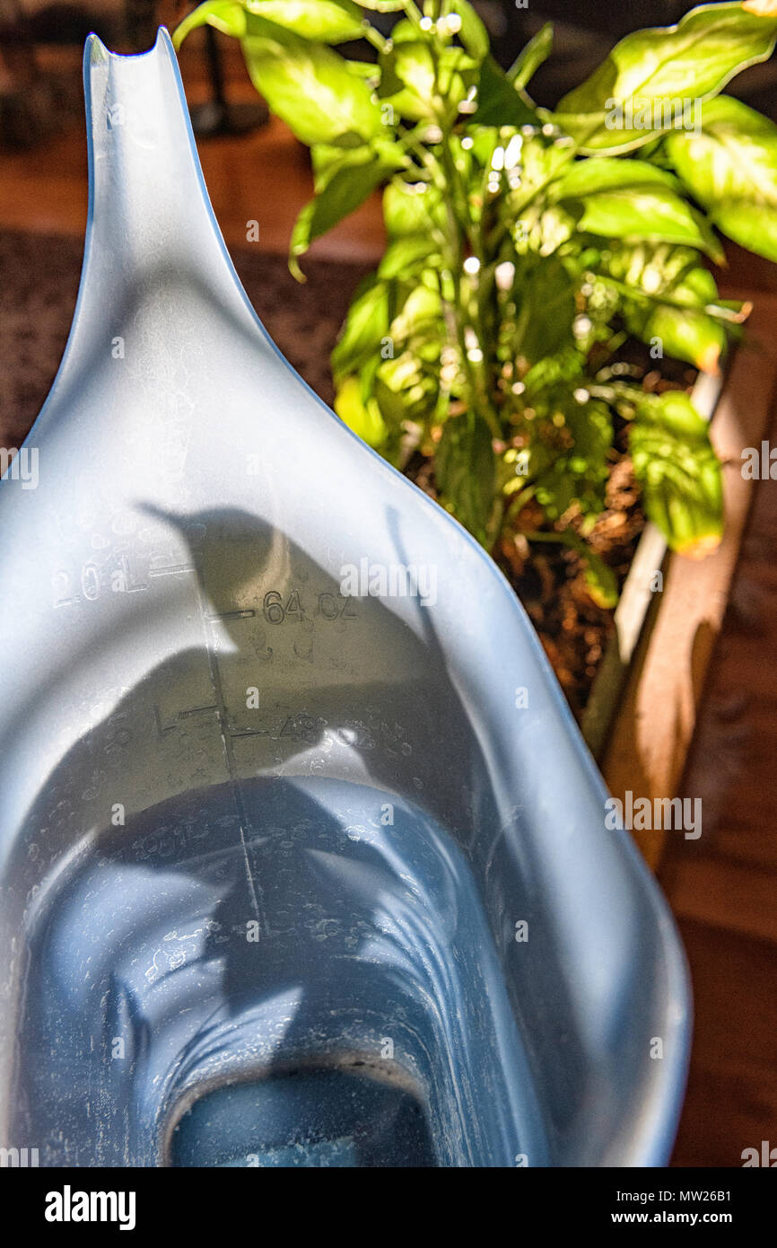 Plastic water pitcher used for watering household plants Stock Photo ...