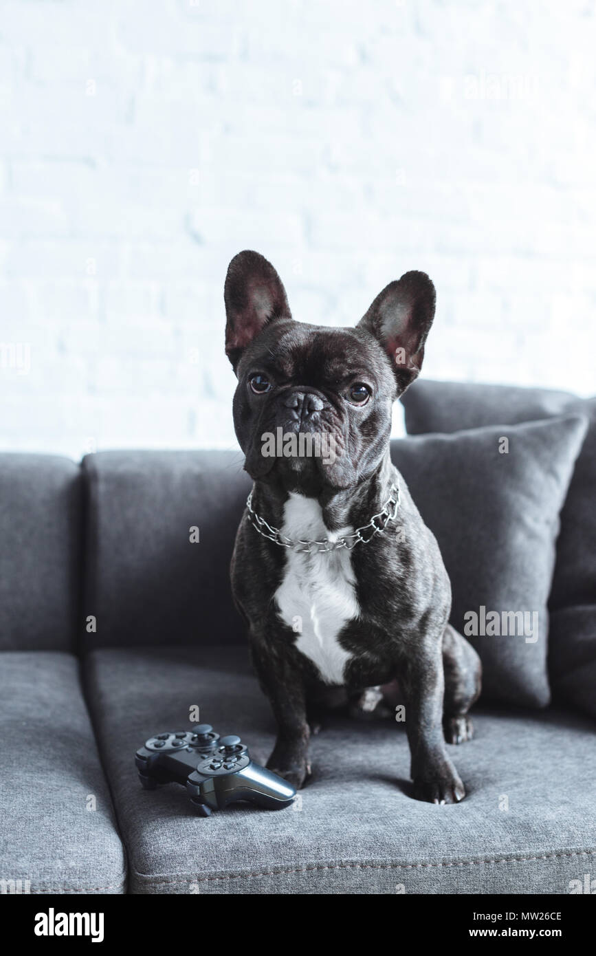 Frenchie dog on sofa hi-res stock photography and images - Alamy