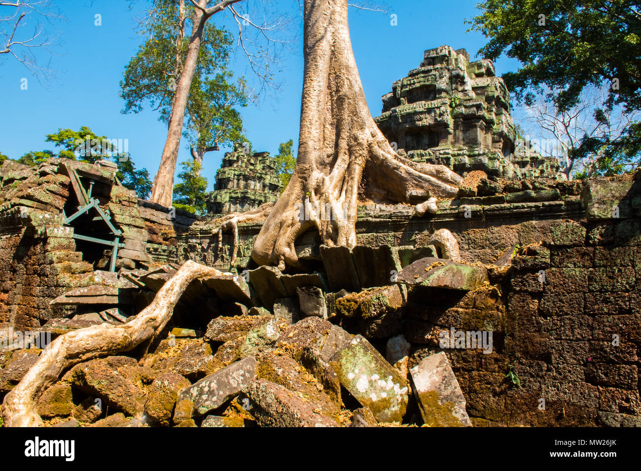 Roots of giant tree on the atient old Ta Phrom Temple, Angkor Wat ...