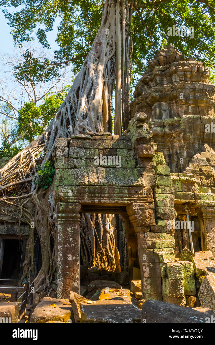 Roots of giant tree on the atient old Ta Phrom Temple, Angkor Wat ...