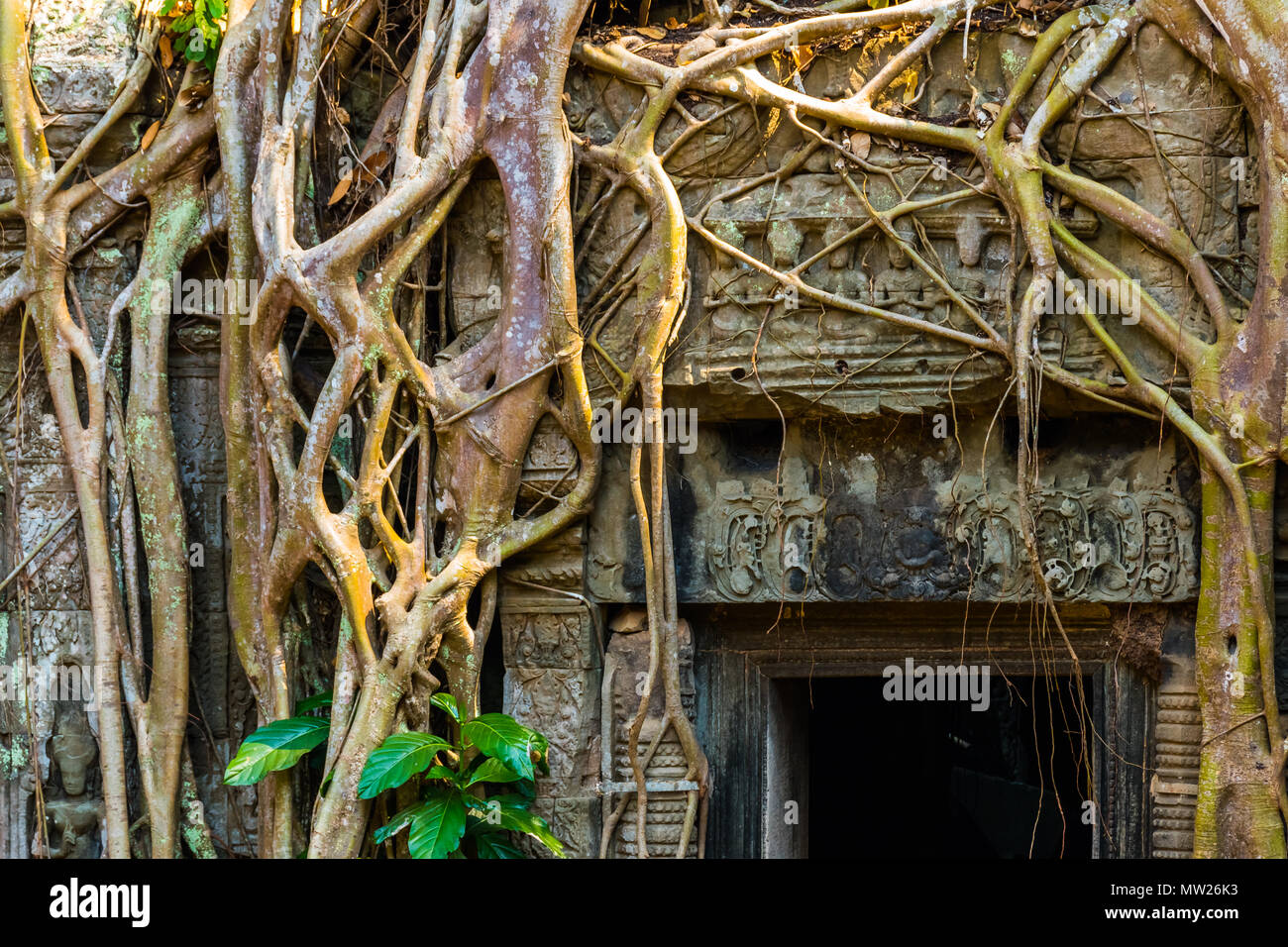 Roots of giant tree on the atient old Ta Phrom Temple, Angkor Wat ...