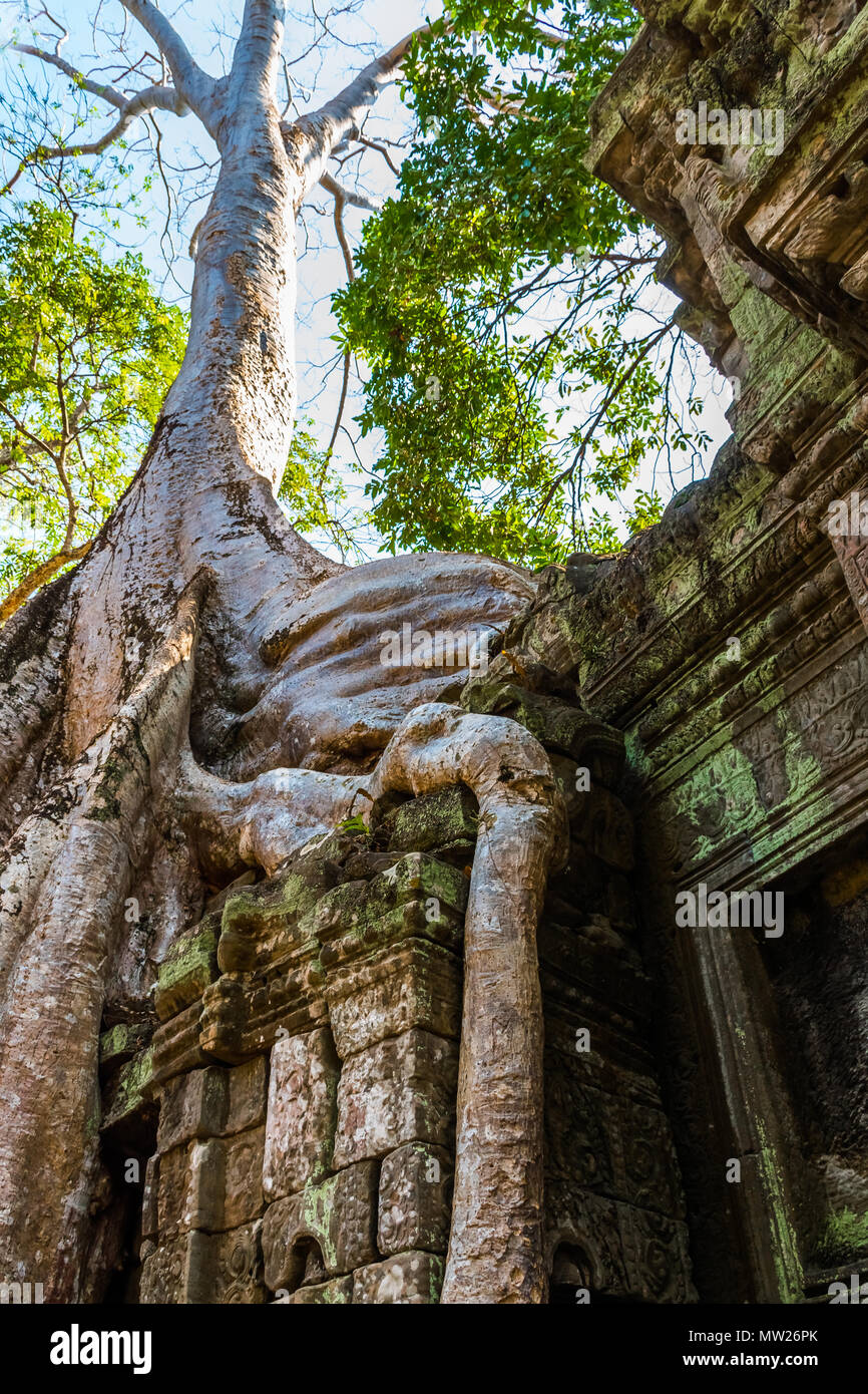 Roots of giant tree on the atient old Ta Phrom Temple, Angkor Wat ...