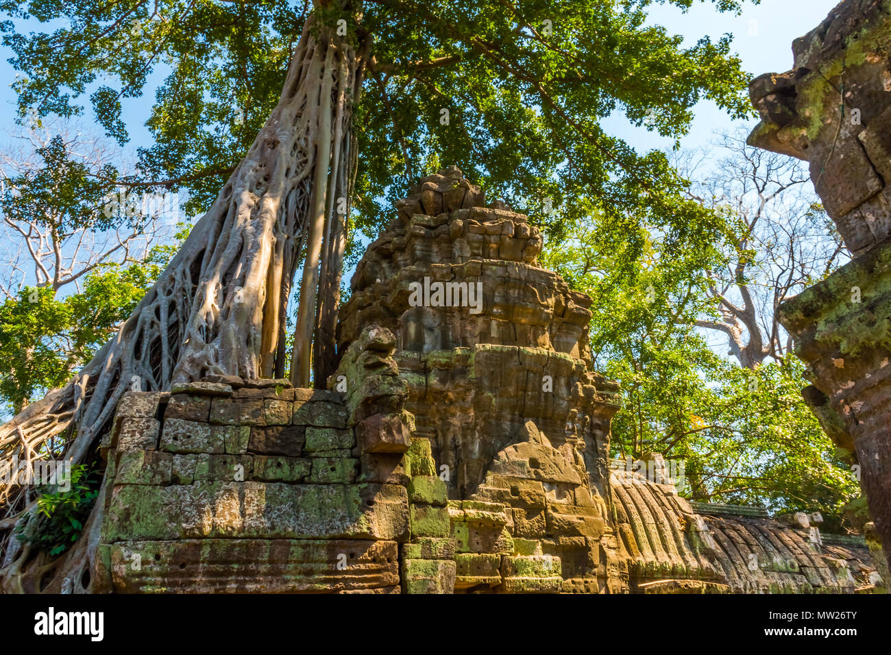Roots of giant tree on the atient old Ta Phrom Temple, Angkor Wat ...