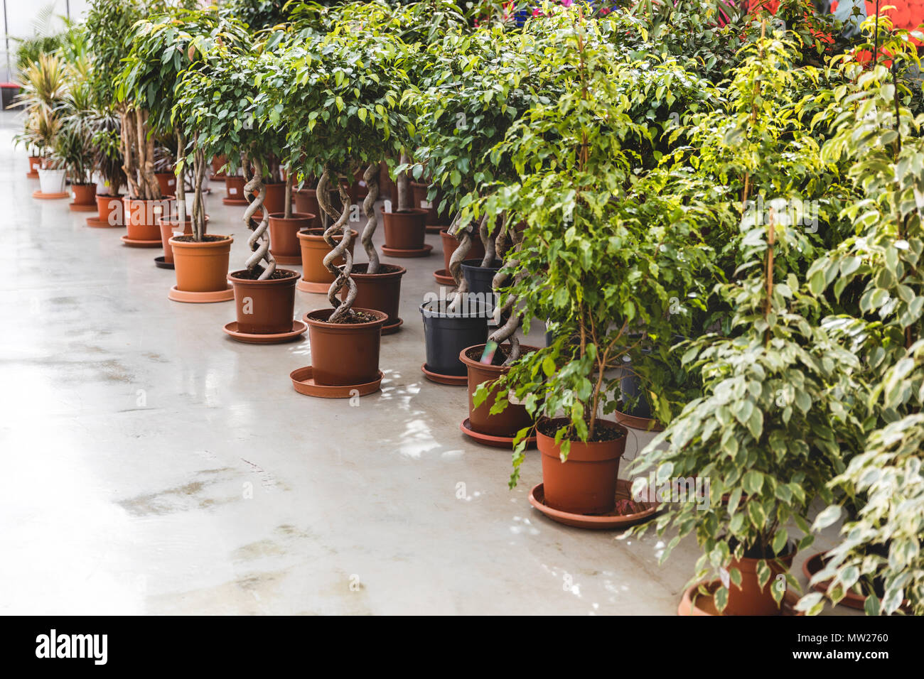 Ficus seedling hi-res stock photography and images - Alamy