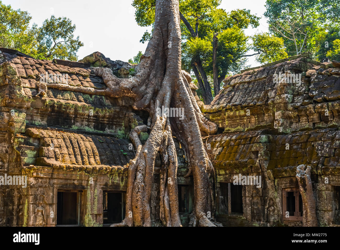 Roots of giant tree on the atient old Ta Phrom Temple, Angkor Wat ...