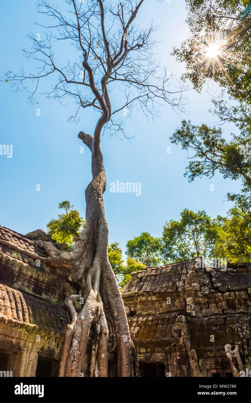 Roots of giant tree on the atient old Ta Phrom Temple, Angkor Wat ...