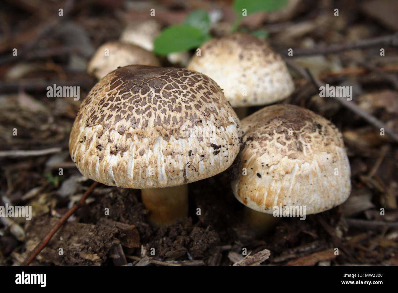 Field mushrooms hi-res stock photography and images - Alamy