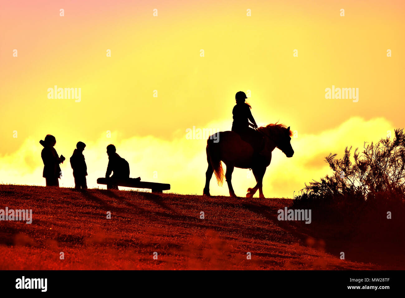 Sunset ride home to the stables Stock Photo - Alamy