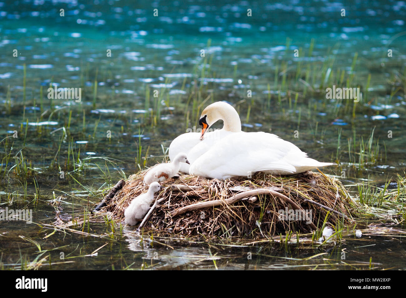 Swan nest in Austrian Alps mountain lake. Mother bird with little baby learning to swim. Wild ...