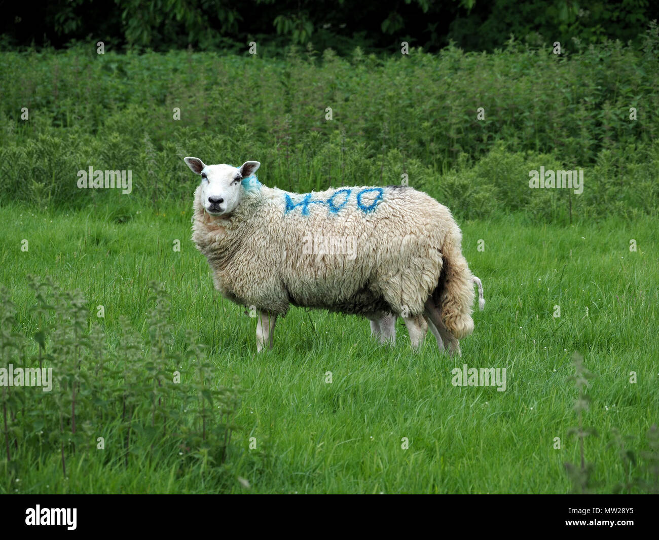 MOO sheep - ewe sheep with blue dye mark that looks like Moo in ...