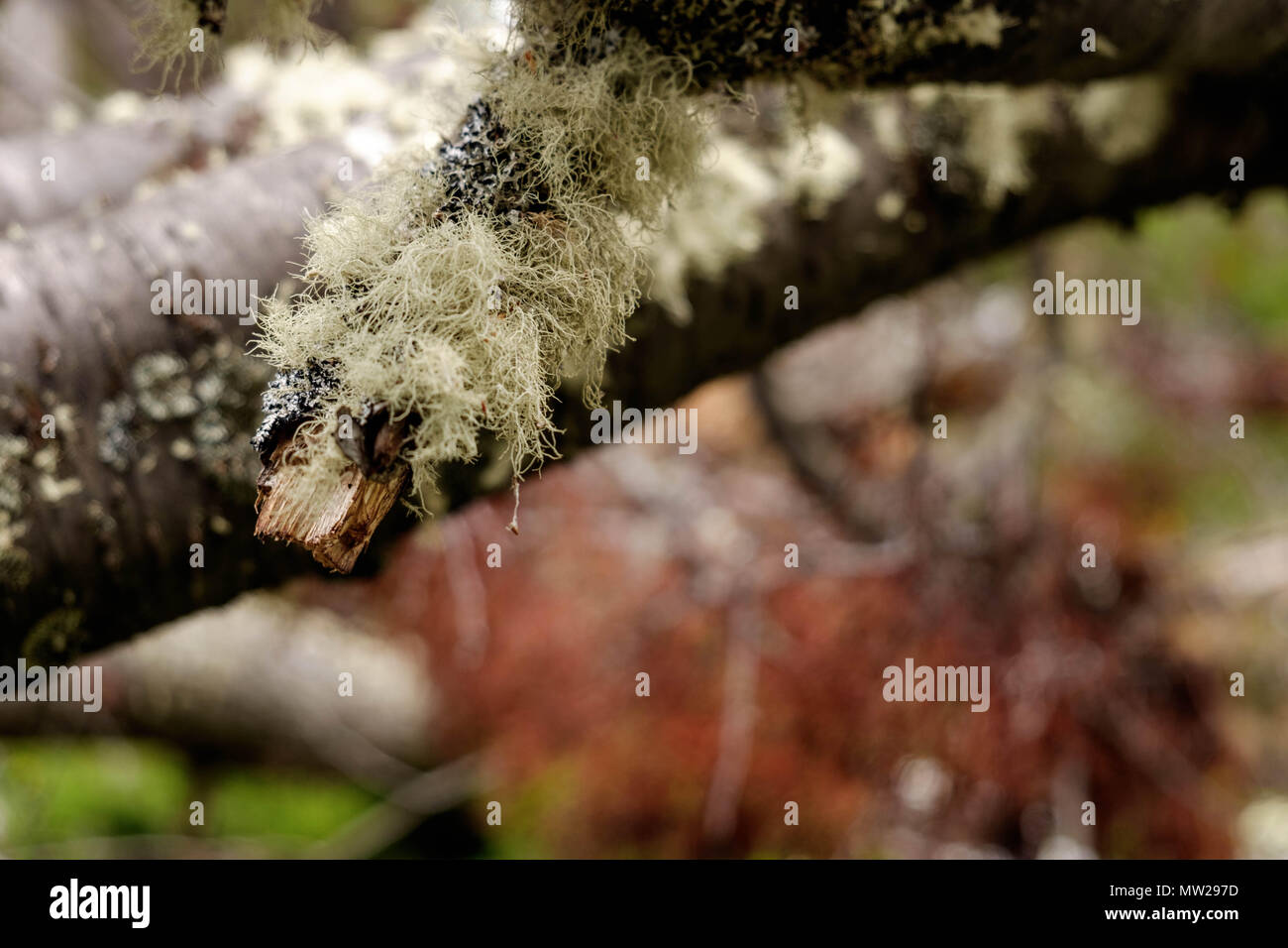 Spanish moss covers a tree branch. Thanks to the pure aire, the plant ...