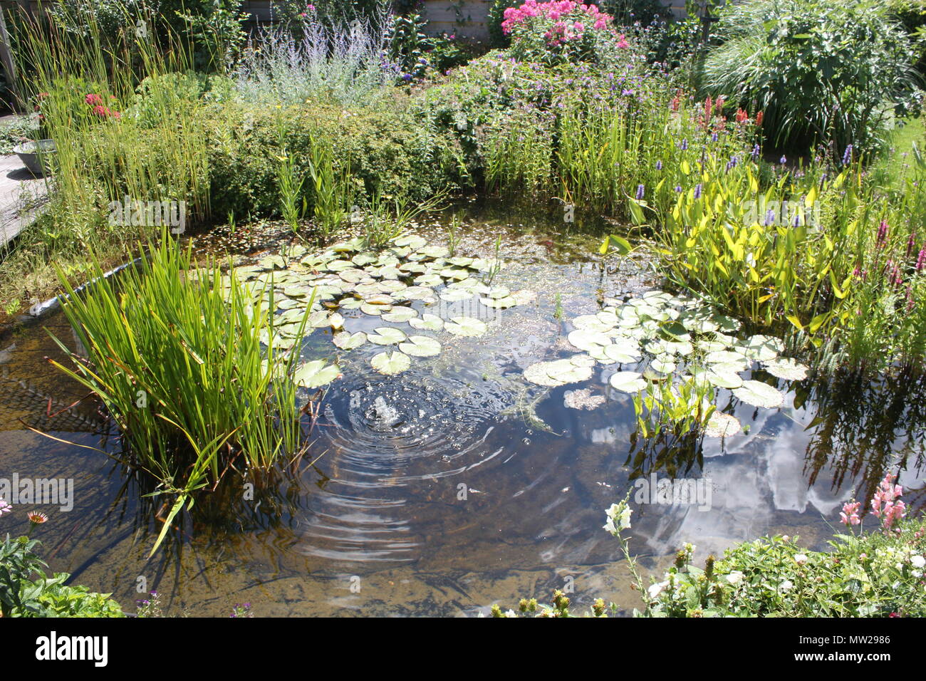 Water plants hi-res stock photography and images - Alamy