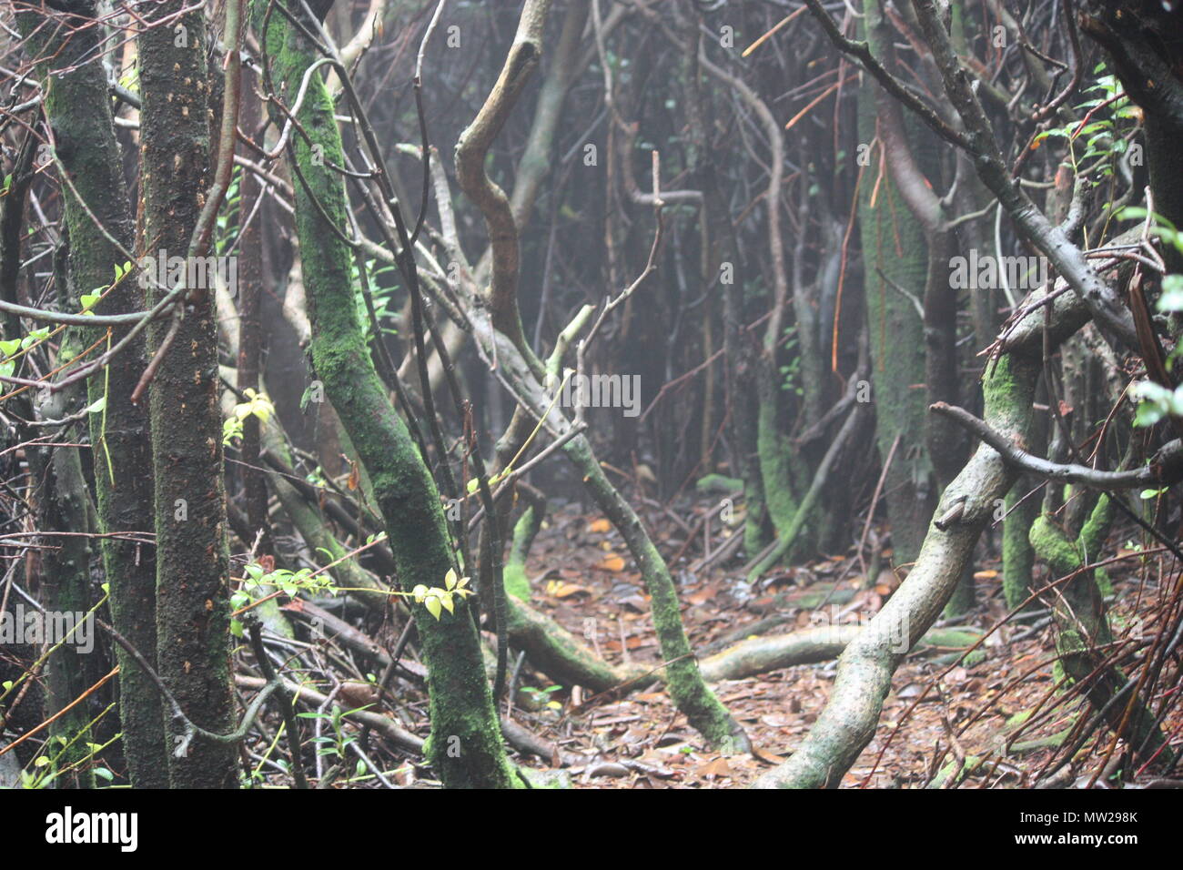 Rain forest root hi-res stock photography and images - Alamy