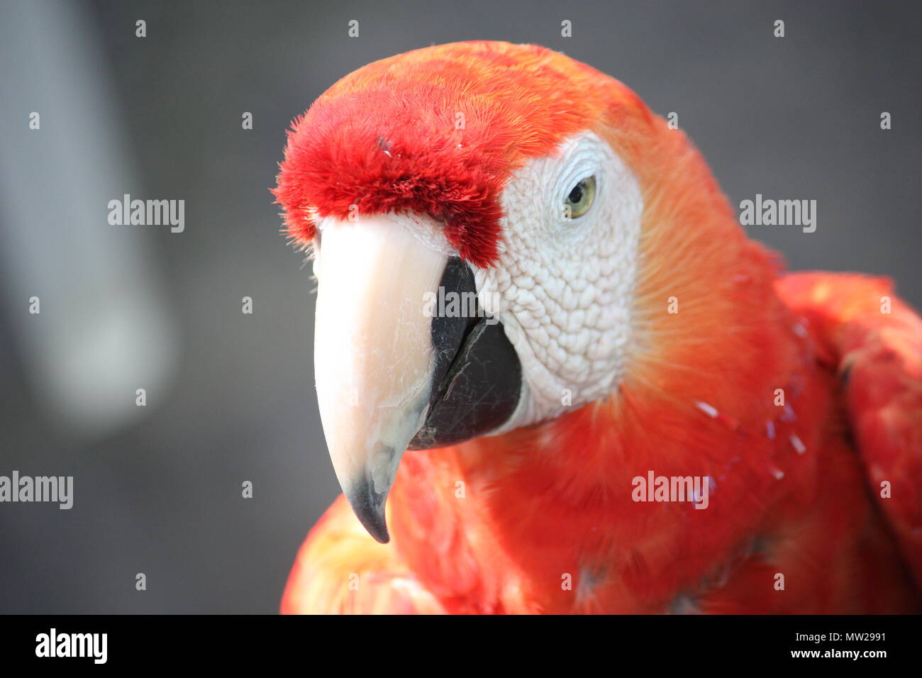White parrot yellow head feathers hi-res stock photography and images ...