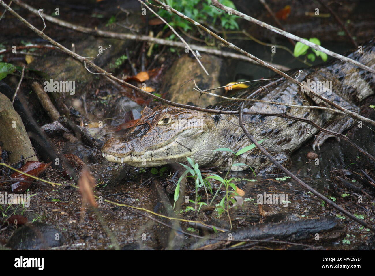 Crocodile hidden between tree branches Stock Photo - Alamy