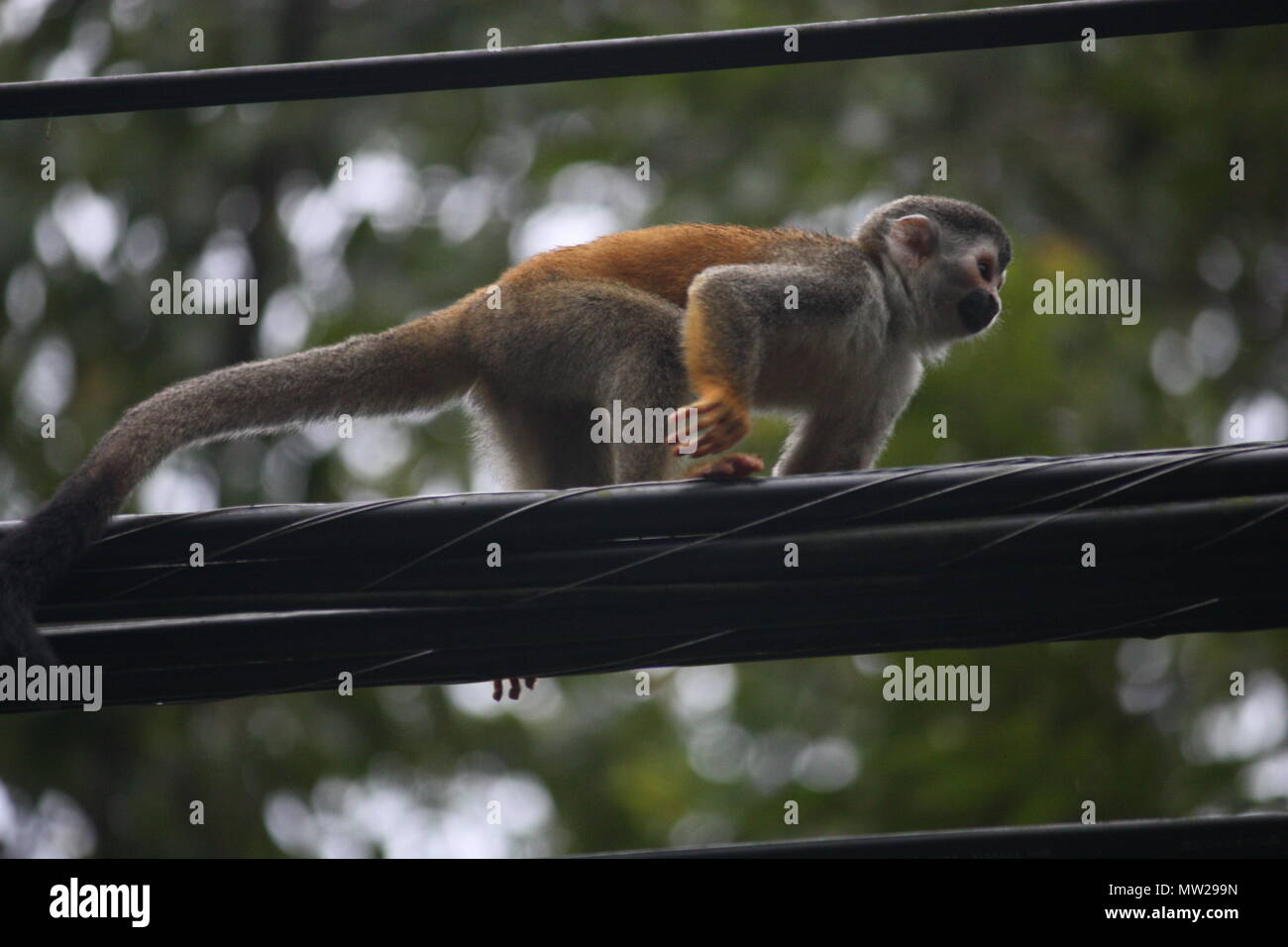 Monkey walking on power line Stock Photo - Alamy