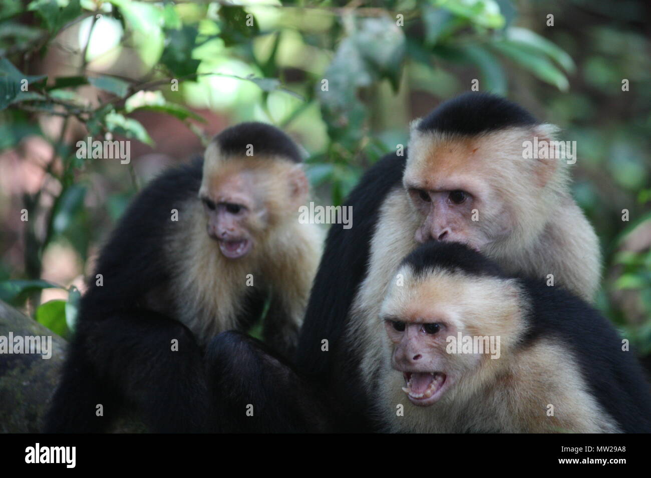 Angry monkey hi-res stock photography and images - Alamy