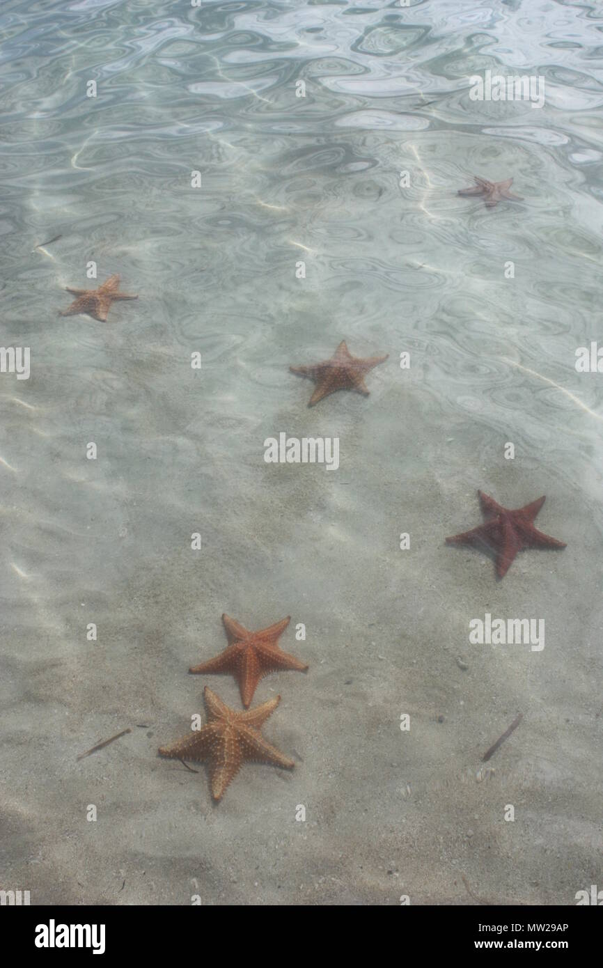 Starfish bottom hi-res stock photography and images - Alamy