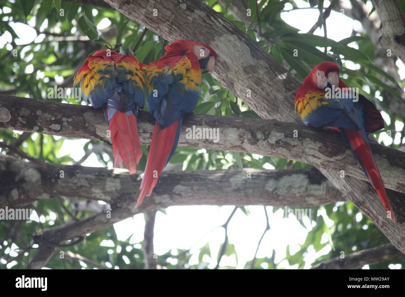 Trees parrots hi-res stock photography and images - Alamy