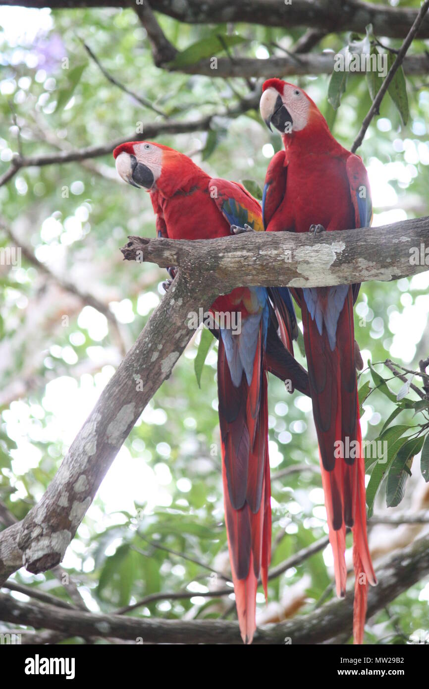 Parrots in a tree Stock Photo - Alamy