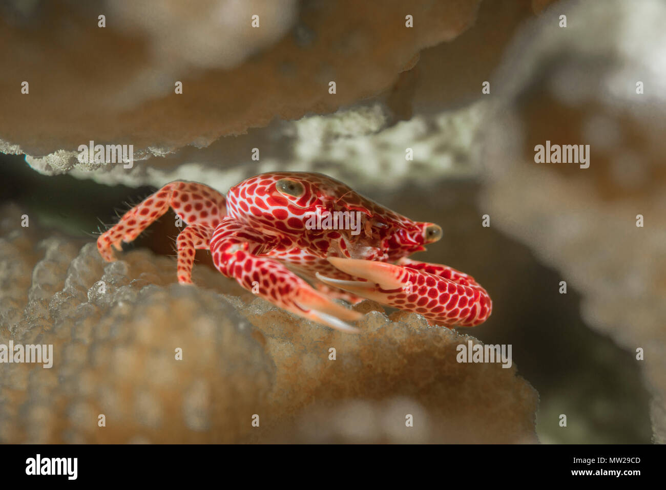 Rusty Guard Crab Stock Photo - Alamy