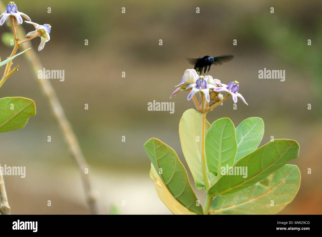 Fly in slow motion hi-res stock photography and images - Alamy
