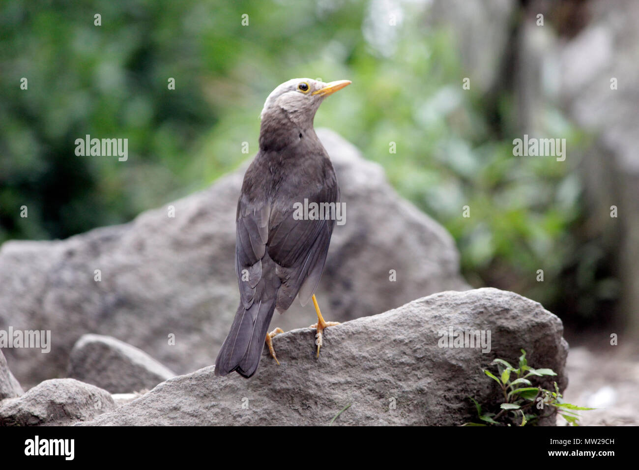 endemic birds of indonesia Stock Photo - Alamy