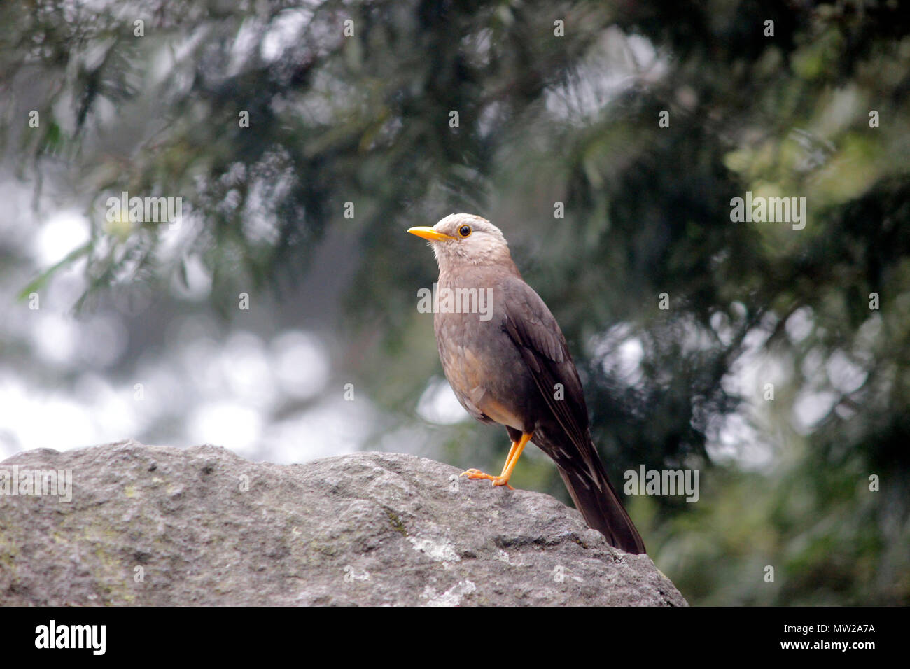 endemic birds of indonesia Stock Photo - Alamy
