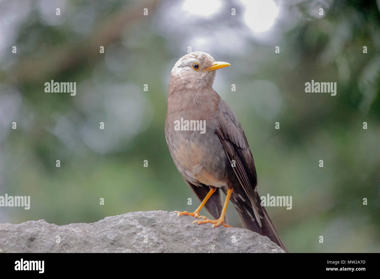 endemic birds of indonesia Stock Photo - Alamy