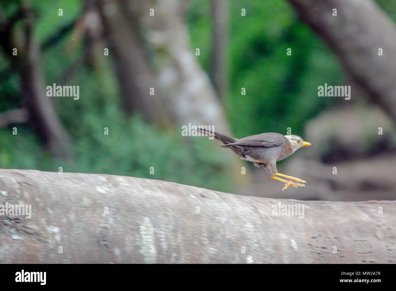 endemic birds of indonesia Stock Photo - Alamy
