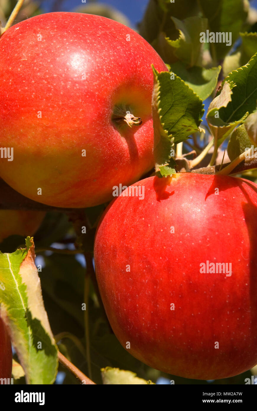 Yakima valley apples hi-res stock photography and images - Alamy